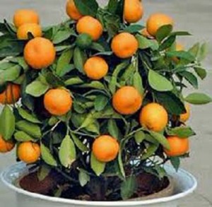 A Visual Guide to Chinese Fruits | Welcome To China